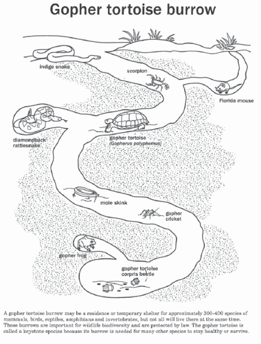 egyptian tortoise coloring pages