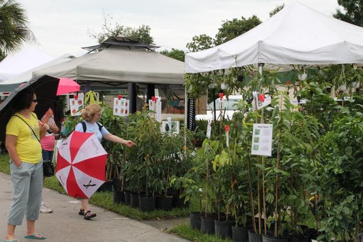 Caladium Festival kicks off Friday | Corona Coverage ...