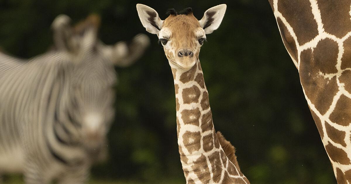 Baby giraffe dies of a broken neck at Zoo Miami ...