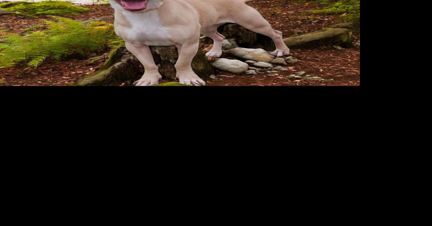 A Forever Home Animal Rescue - Scooby | Community ...