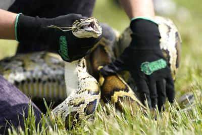 Florida teen captures 28 Burmese pythons, gets top prize | News ...