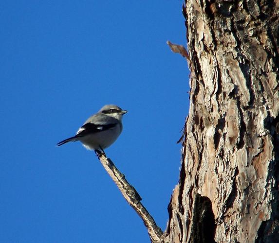 The loggerhead shrike - the butcher bird | Highlands News-Sun ...
