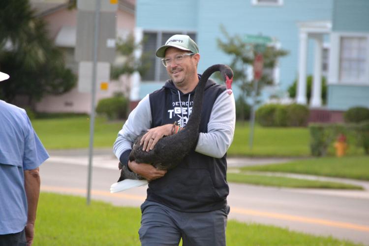 Wings in a flurry at Swan Round-Up | Photo Gallery ...