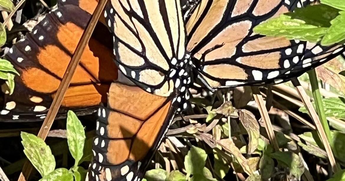 Pollinators working hard at Bok Tower Gardens | Highlands Sun ...