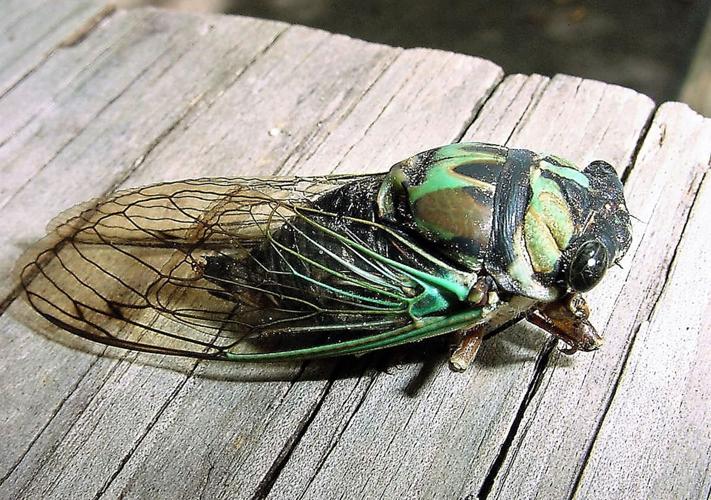Cicadas - ready to emerge and make some noise | Highlands Homes ...