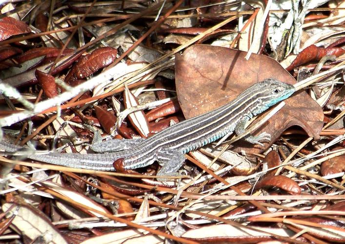 The speedy six-lined racerunner | Highlands News-Sun ...
