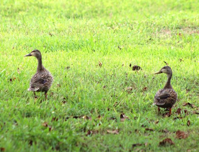 The mottled duck | Highlands News-Sun | midfloridanewspapers.com