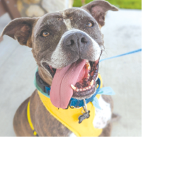 Pets of the Week: Nolan and Doja Cat | Sumter Sun Times ...