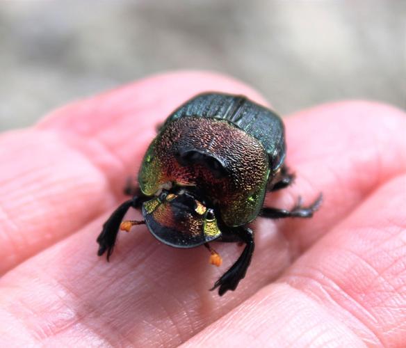 At the end of the Rainbow (scarab) is a bit of poo | Highlands Homes ...