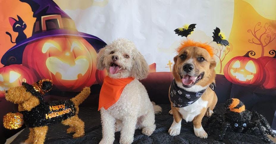 A weekend of Spooktacular Fun | Community | midfloridanewspapers.com