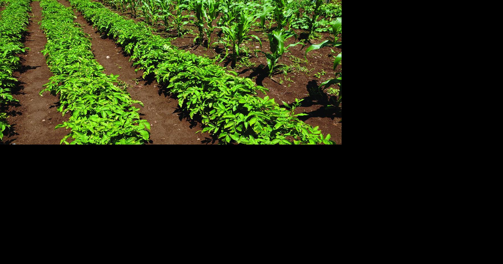All-natural ways to protect food gardens from pests | Highlands Homes ...