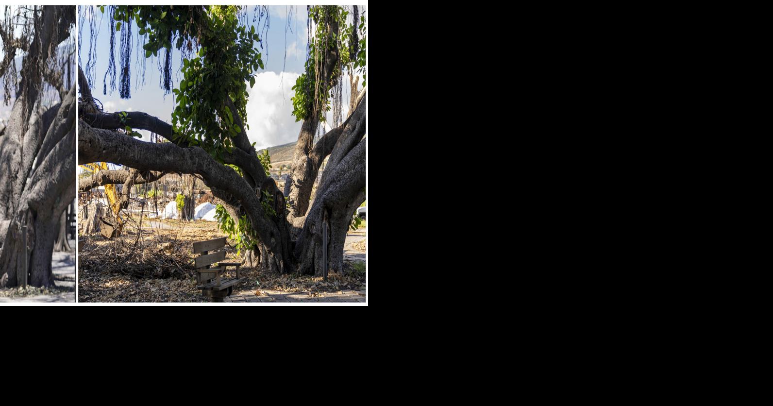 How Lahaina's more than 150-year-old banyan tree is coming back to life after devastating fire ...