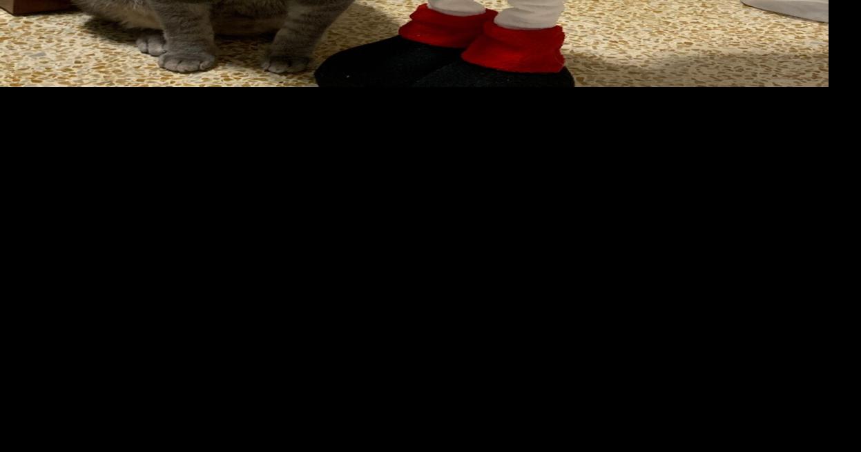 Congratulations to our Cutest Cat photo contest winner! | Community ...
