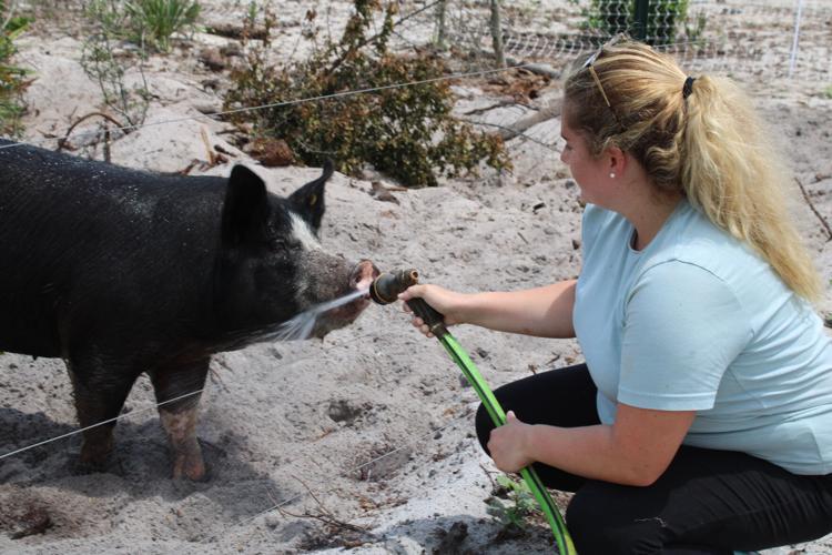 First generation farmers 'harvest' meat to sell ...