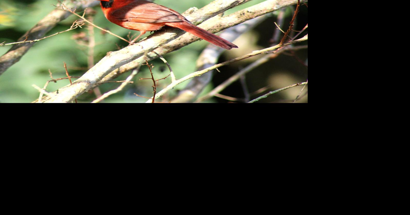 The brilliance of the Northern Red Cardinal | Highlands News-Sun ...