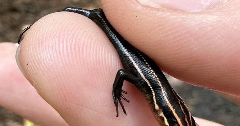 The quicksilver behaviors of the Southeastern five-lined skink ...