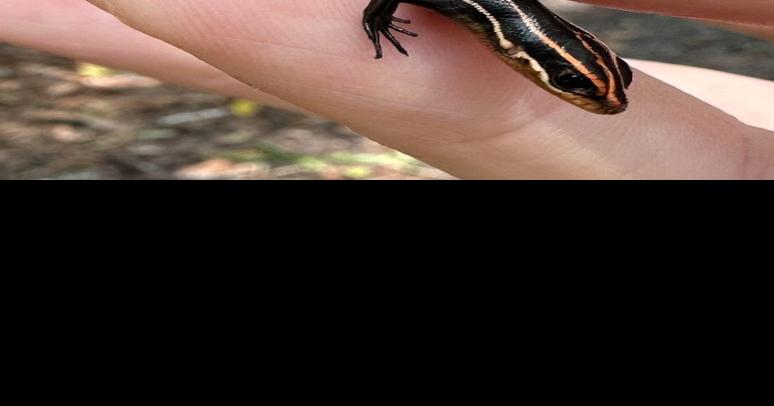 The quicksilver behaviors of the Southeastern five-lined skink ...