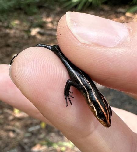 The quicksilver behaviors of the Southeastern five-lined skink ...
