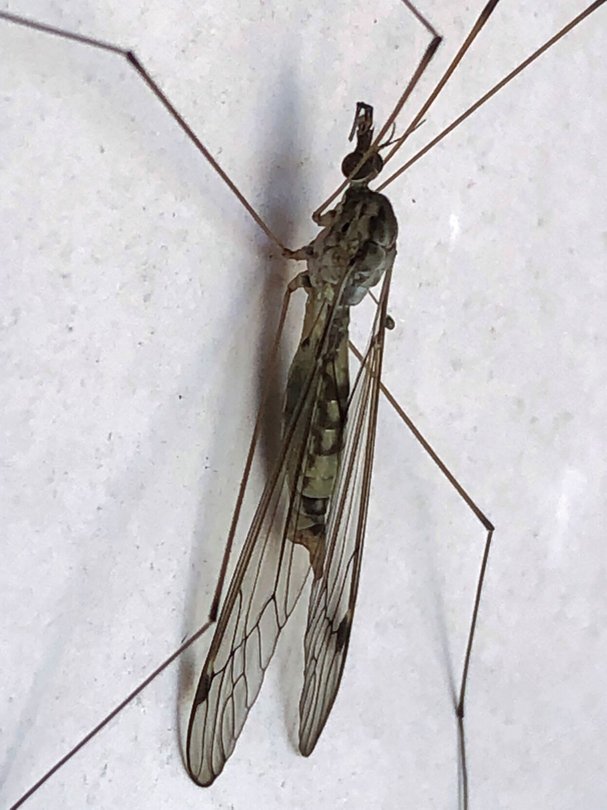 Crane fly - from tough worm to delicate insect | Highlands Homes ...