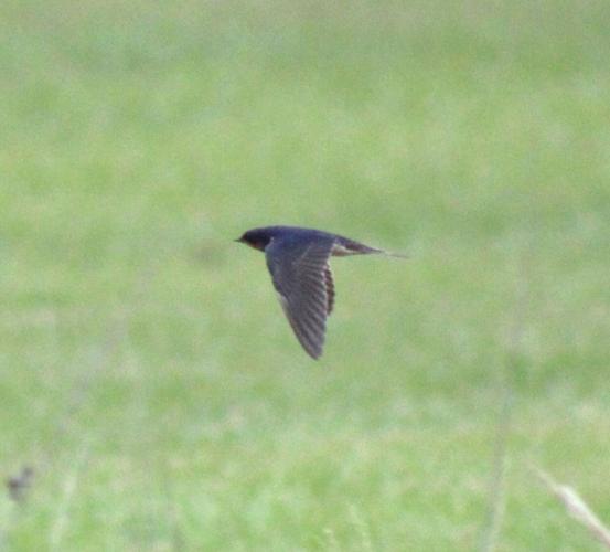 The aerial ballet of the barn swallow | Highlands Homes ...