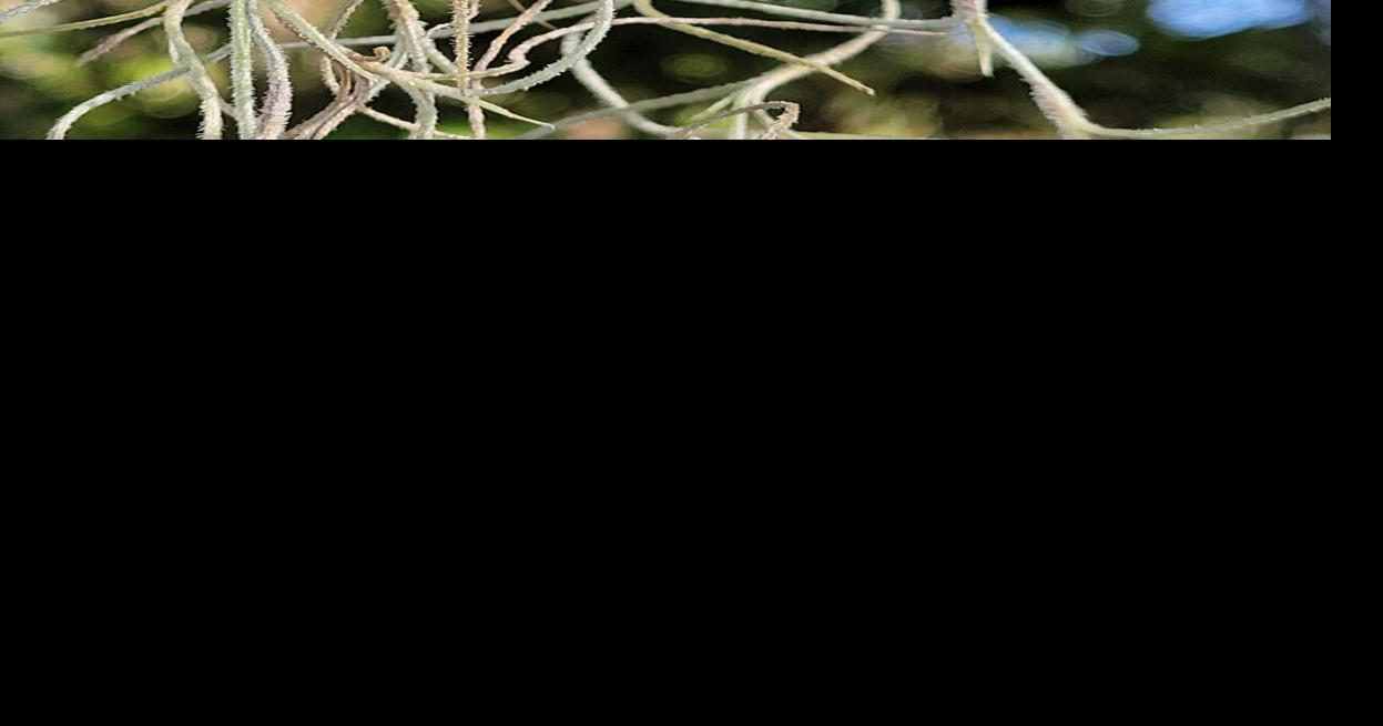 What’s growing on my tree? | Community | midfloridanewspapers.com