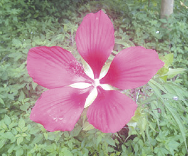 Managing wet areas in your landscape | Triangle News Leader ...