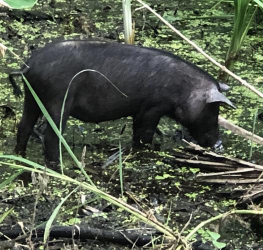 Pigging out on those acorns - the wild hog | Around Town ...