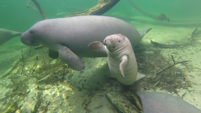 Manatees on view | Community | midfloridanewspapers.com