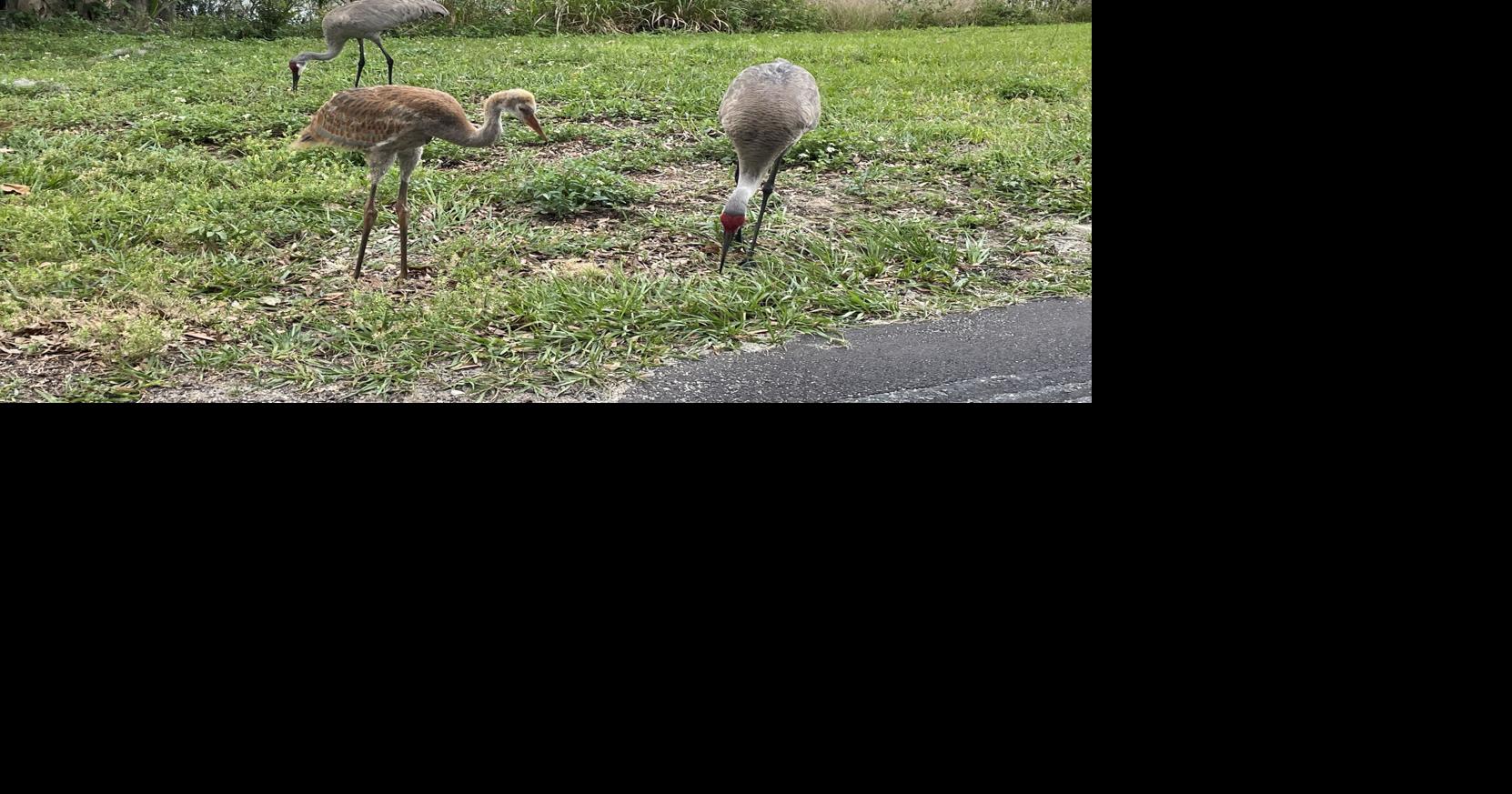 Big birds | Triangle News Leader | midfloridanewspapers.com