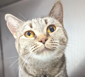 Pets of the Week: Nolan and Doja Cat | Sumter Sun Times ...