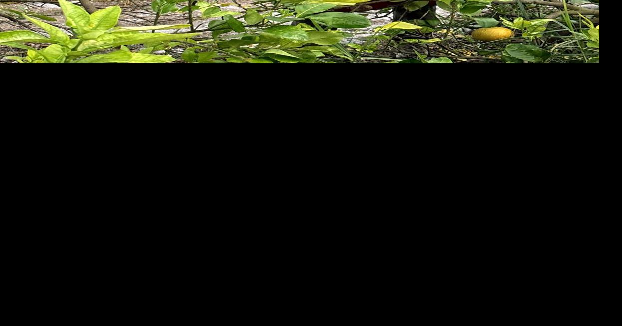 Harvest underway at UF/IFAS Millennium Block, providing new hope for ...