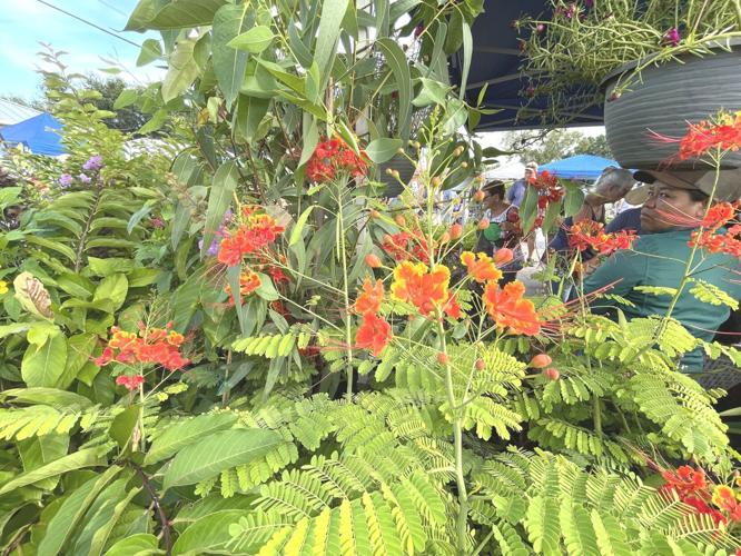 A blooming good time at the Caladium Festival | Highlands News-Sun ...