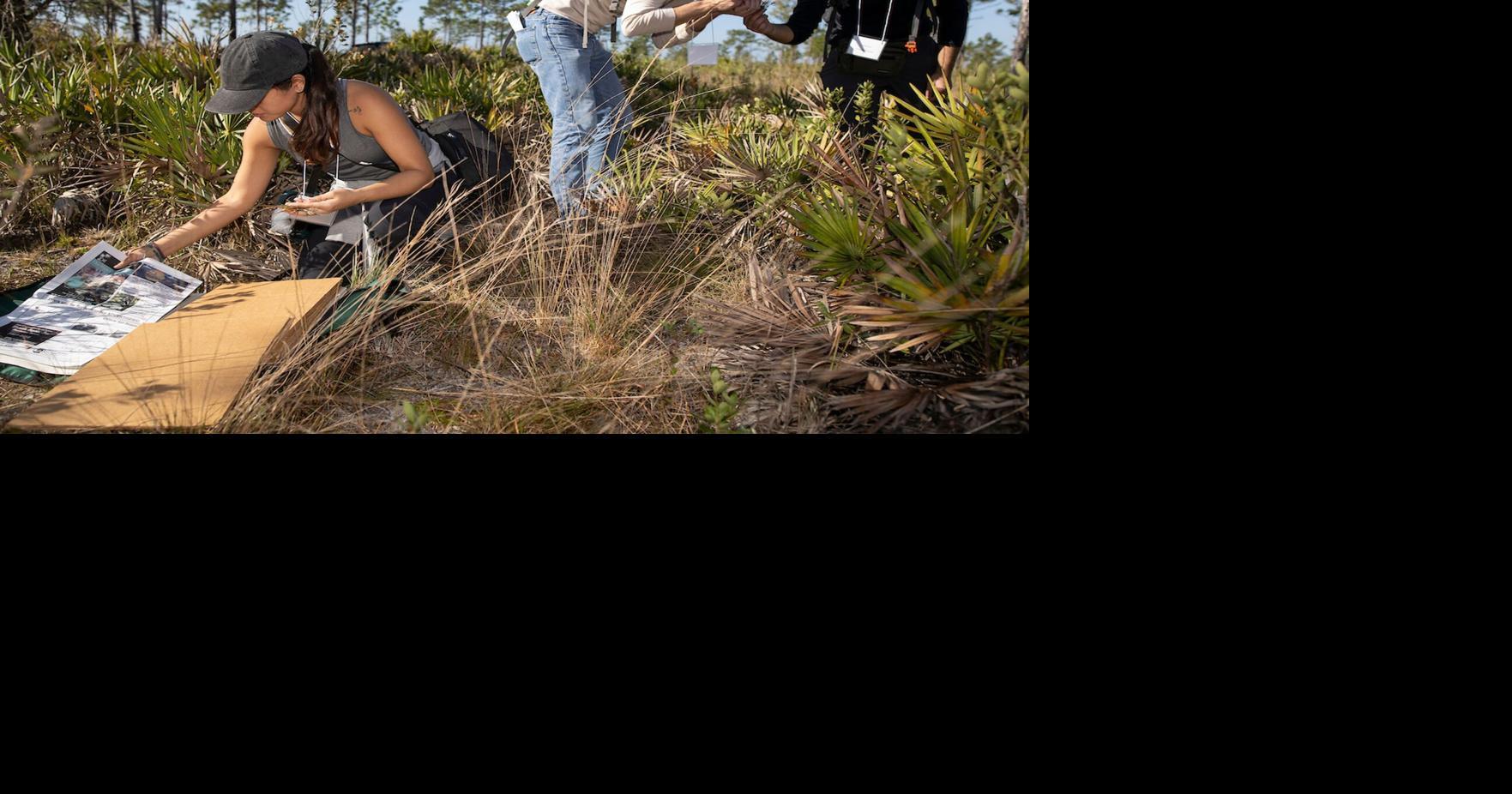 UF's efforts demonstrate surge in invasive species detection and response ...