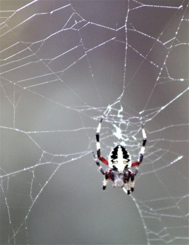 The startling wonder of spiders | Highlands Homes ...