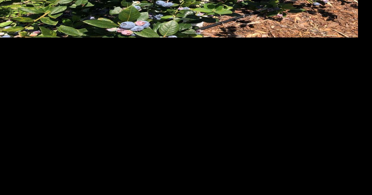 Florida’s blueberry season means yummy fruit | | midfloridanewspapers.com