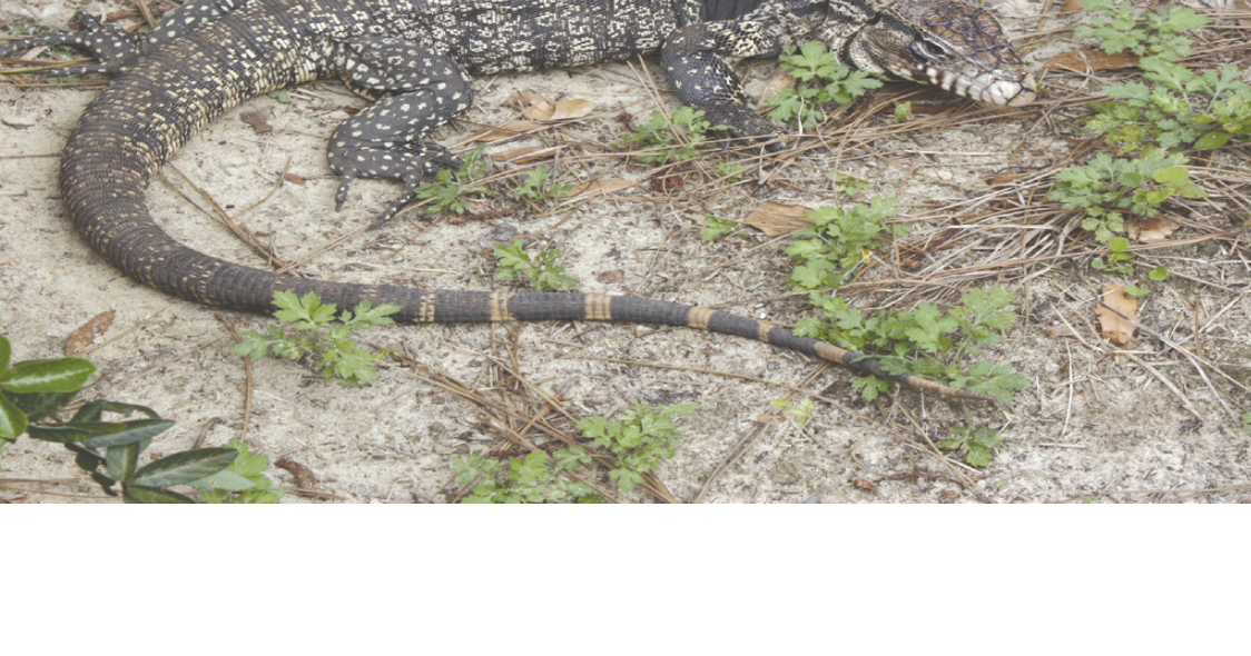 Invasive tegu lizards are making their way across Florida | Triangle ...