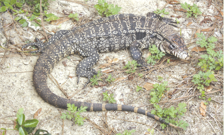 Invasive tegu lizards are making their way across Florida | Sumter ...