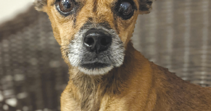 A Forever Home Animal Rescue – Dingo | Triangle News Leader ...