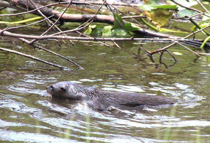 You otter take that second look! | Highlands Homes ...