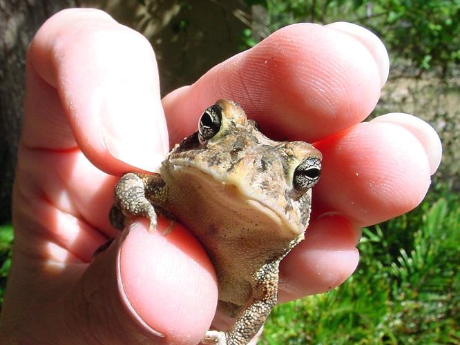 Helpful hoppers - the "good" toads and frogs out there | Highlands ...