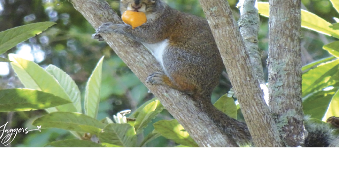 A special little rascal | Triangle News Leader | midfloridanewspapers.com