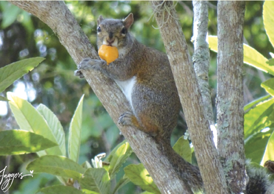 A special little rascal | Triangle News Leader | midfloridanewspapers.com