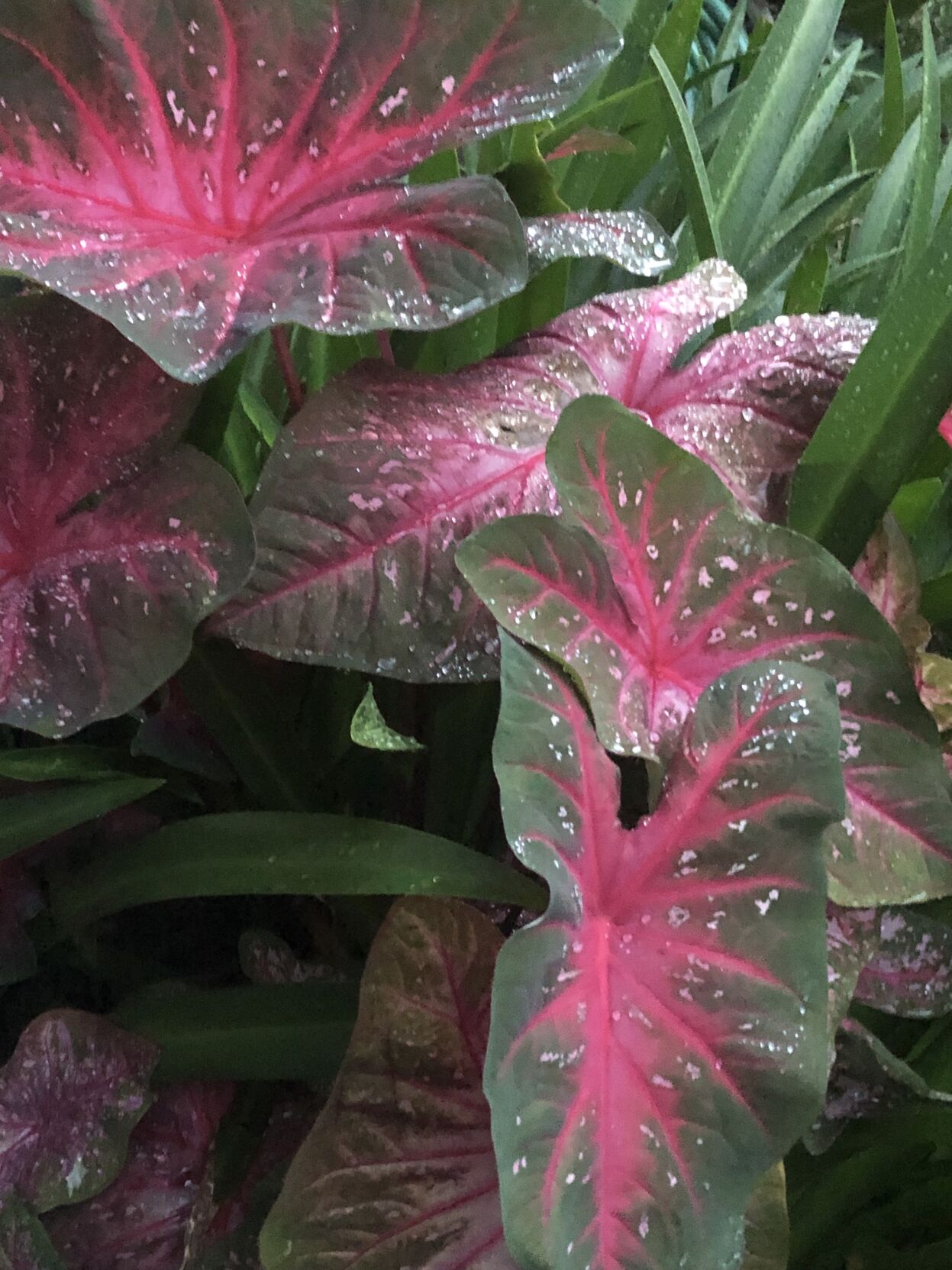 Colorful caladiums - a very fancy leaf | News | midfloridanewspapers.com