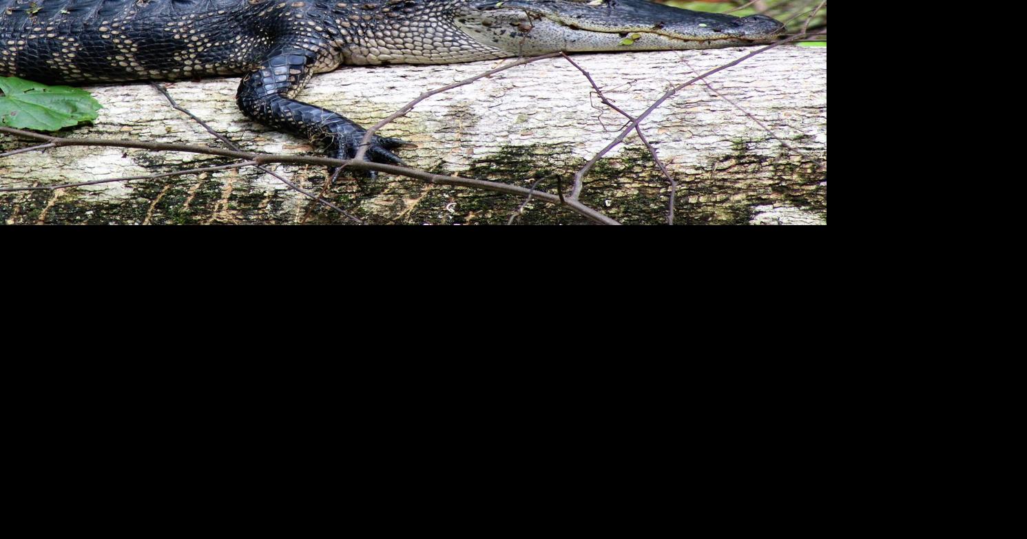 It's National Alligator Day | News | midfloridanewspapers.com