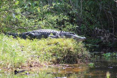Moms in the wild | | midfloridanewspapers.com