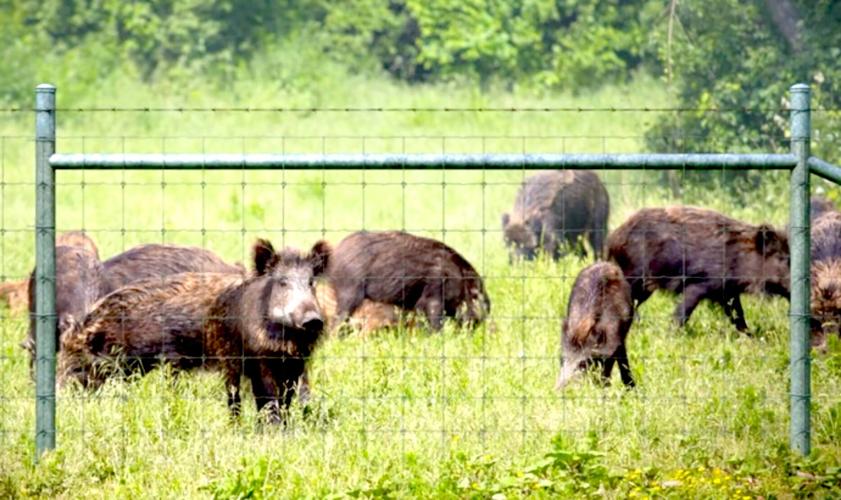 Woman riled by wild hogs | Highlands News-Sun | midfloridanewspapers.com