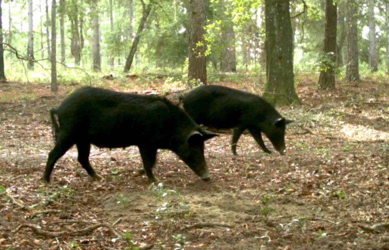 Woman riled by wild hogs | Highlands News-Sun | midfloridanewspapers.com