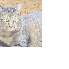 YOUR Humane Society SPCA | Sumter County Shopper | midfloridanewspapers.com