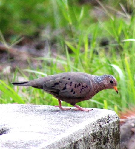 Common Ground Doves - bonding via a burp | Highlands Homes ...