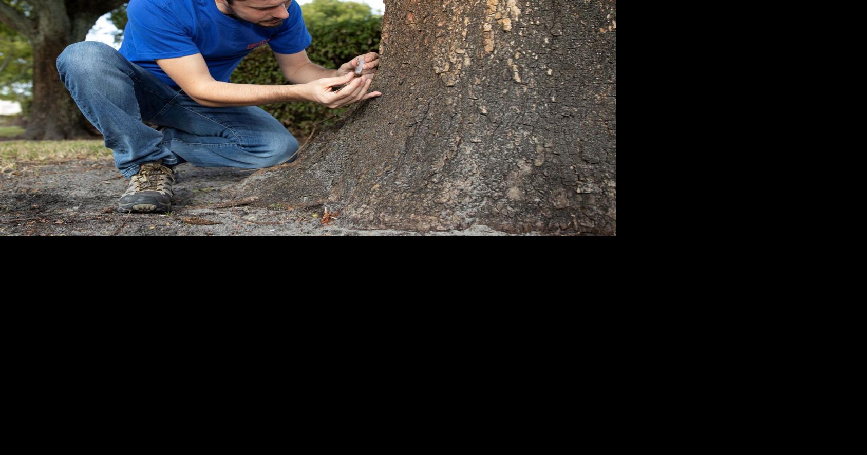 UF/IFAS scientists confirm hybrid termites established in Florida ...